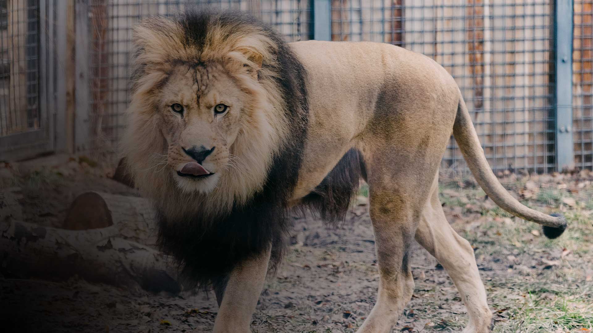 Conservation Circle - Zoo Boise