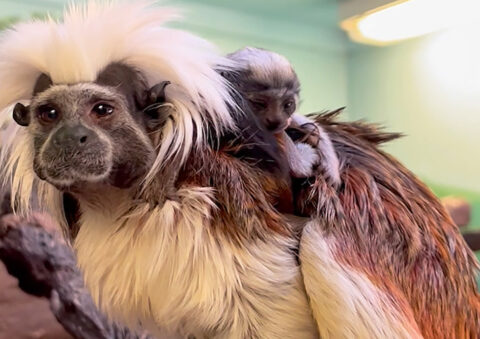 Cotton-Top Tamarin Twins Born at Zoo Boise | Zoo Boise