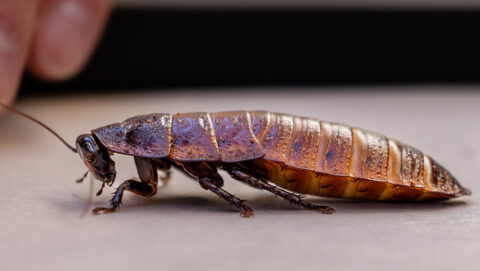 Madagascar hissing cockroach | Zoo Boise