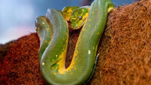 Green tree python | Zoo Boise
