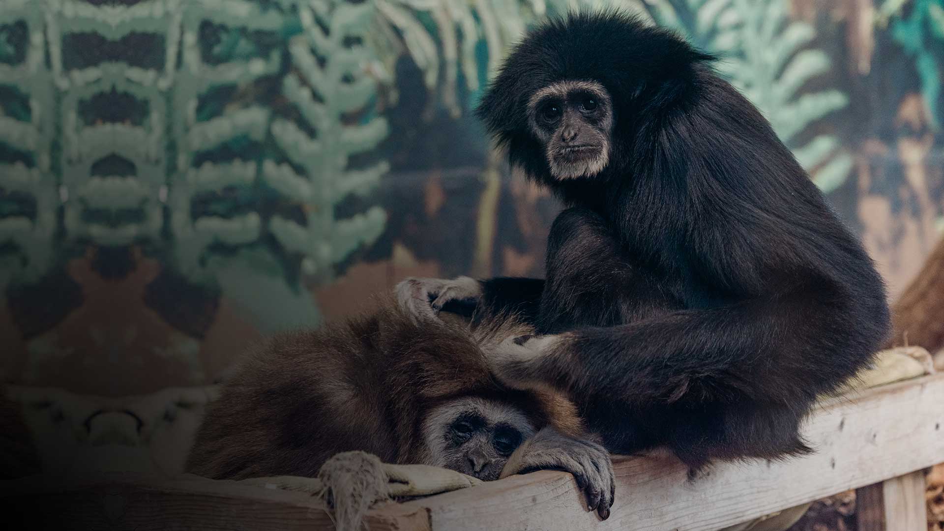 Family Volunteers - Zoo Boise