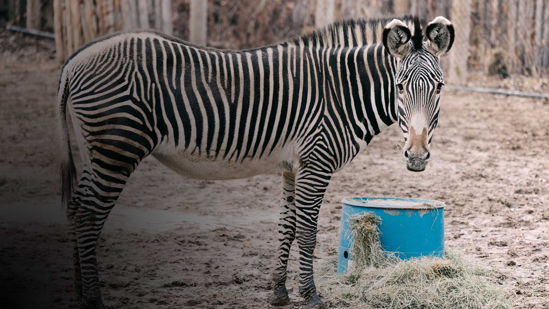 Conservation Fund - Zoo Boise