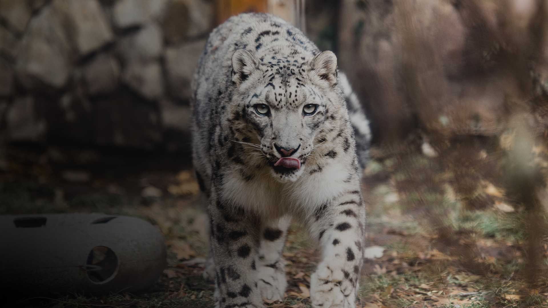 Zoo Leadership - Zoo Boise