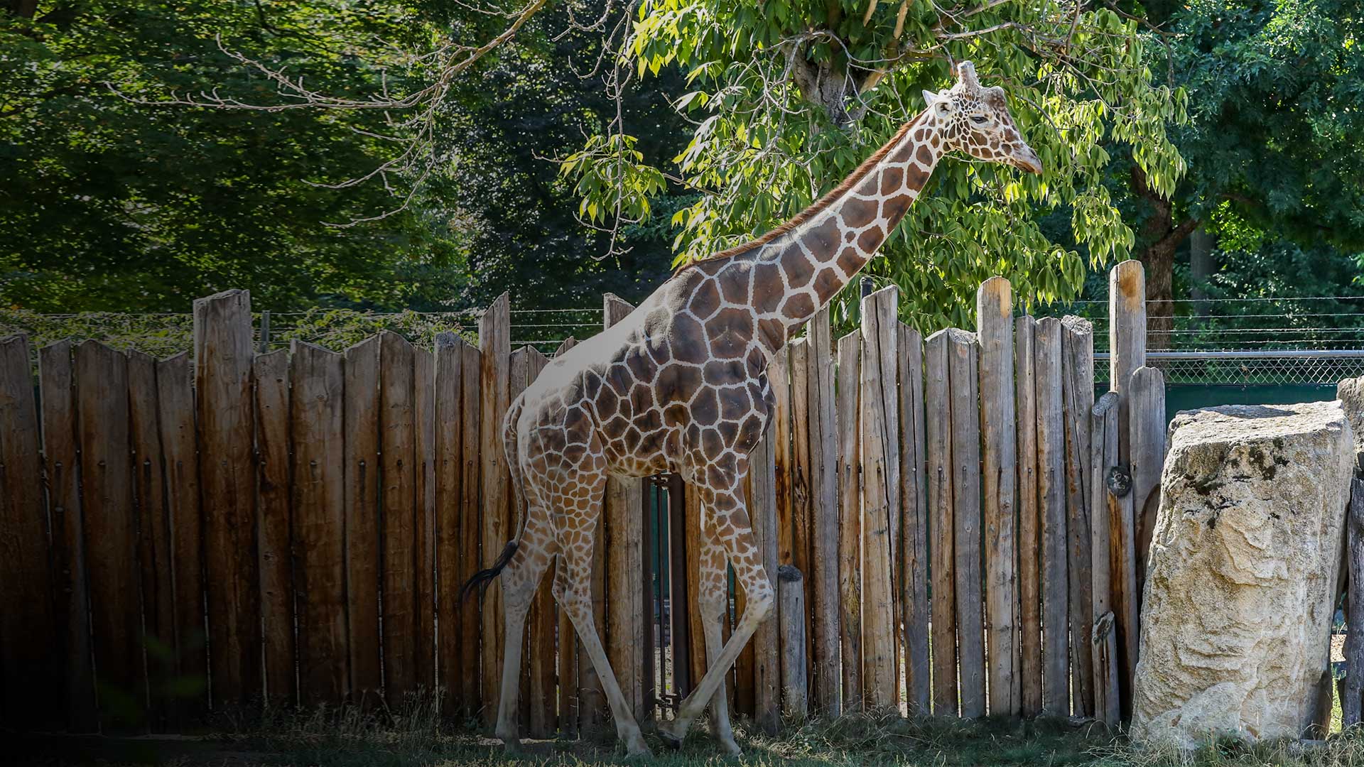 Annual Membership - Zoo Boise