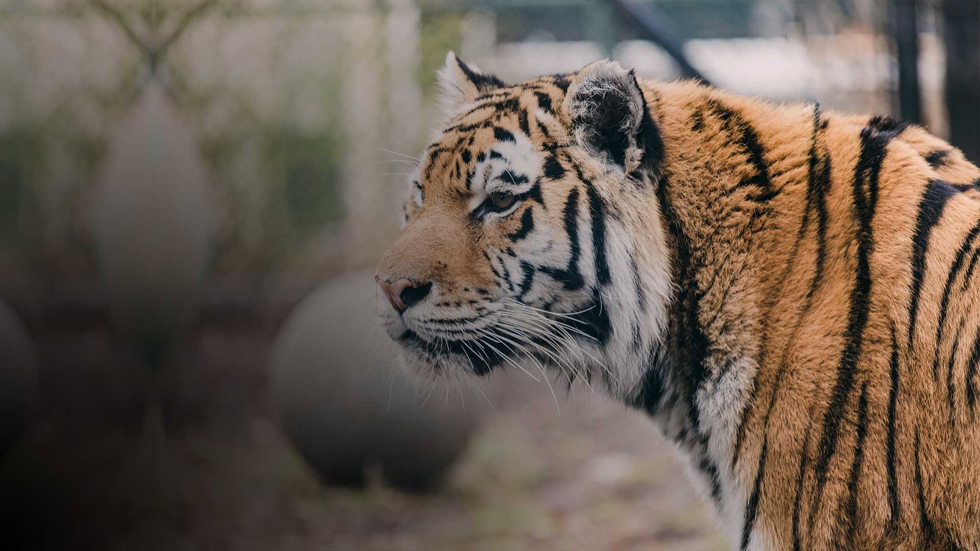 Private Animal Experiences - Zoo Boise