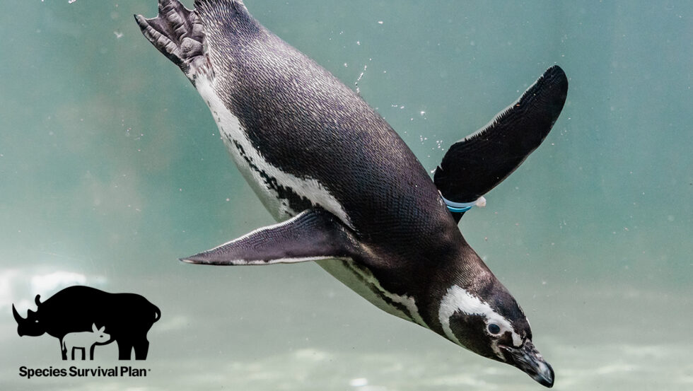 Magellanic penguin | Zoo Boise