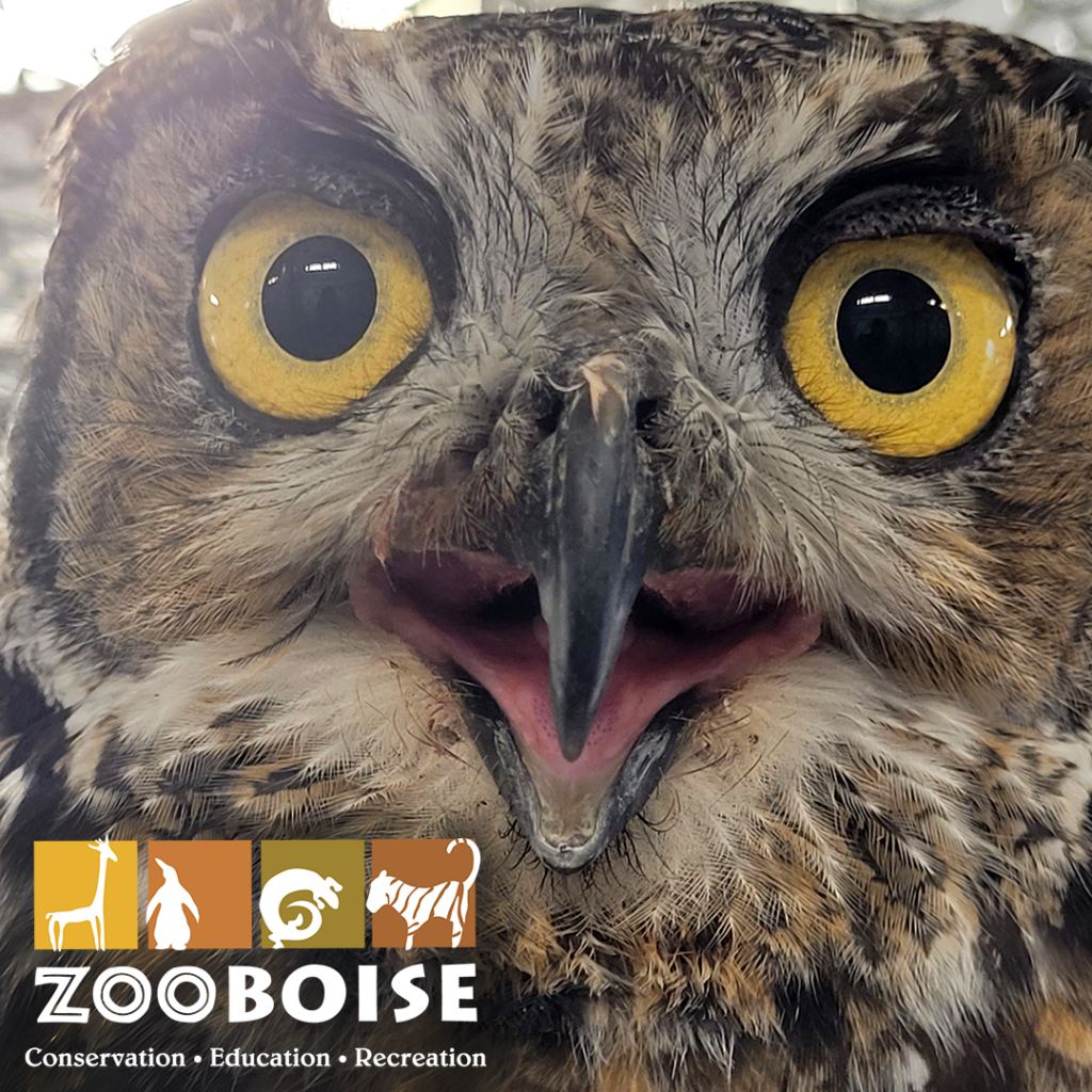 Fantastic Creatures: The Secret of Zoo Boise - Zoo Boise