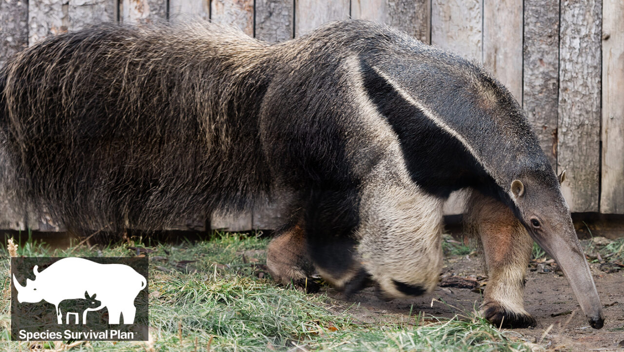 Giant anteater | Zoo Boise
