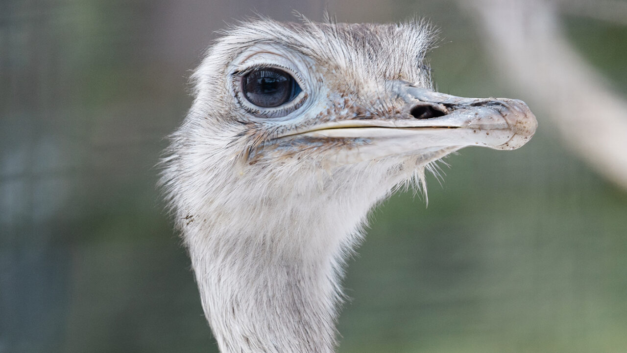 Greater rhea | Zoo Boise