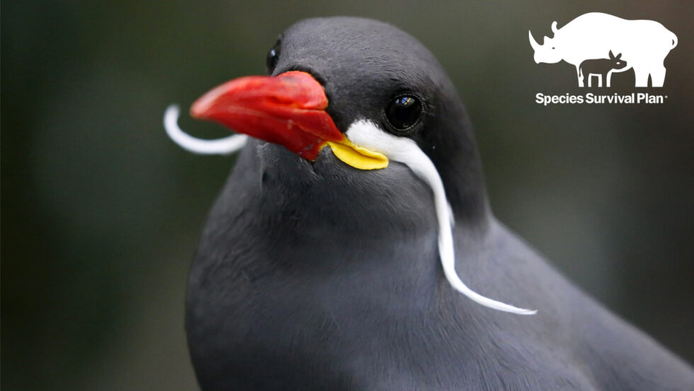 Inca tern | Zoo Boise