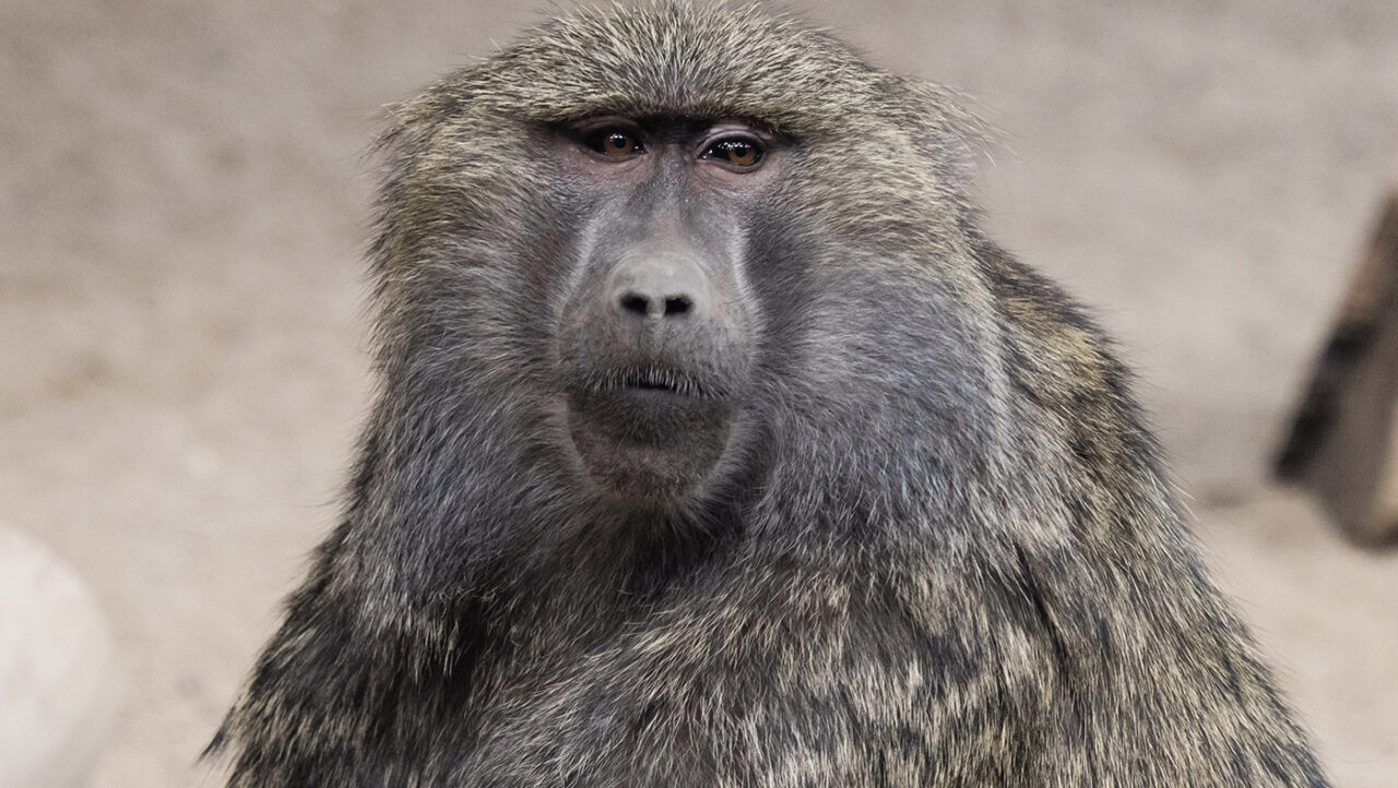Olive baboon | Zoo Boise