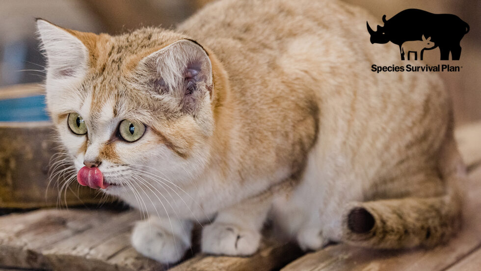Sand cat | Zoo Boise