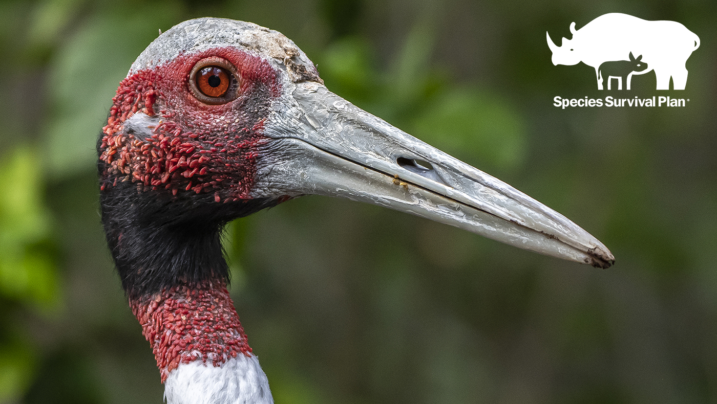 Sarus crane - Zoo Boise