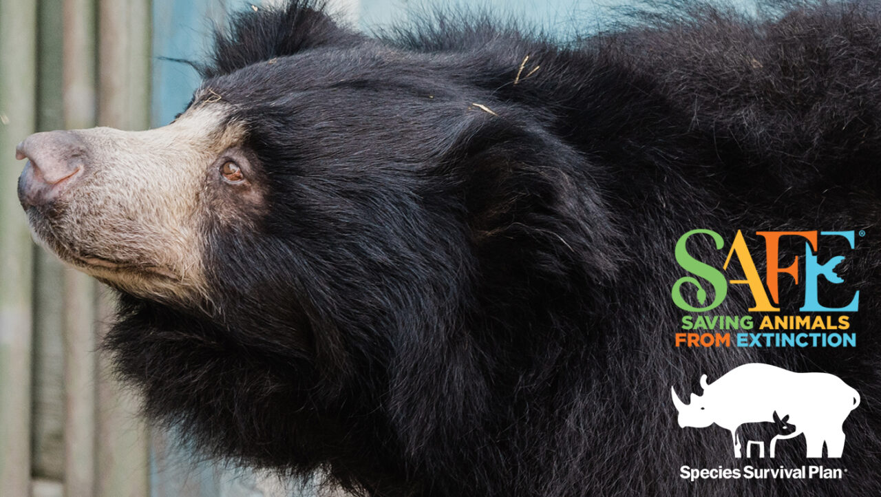 Sloth bear | Zoo Boise