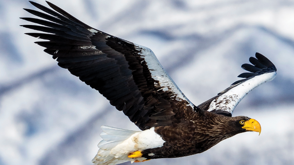 Steller’s sea eagle | Zoo Boise