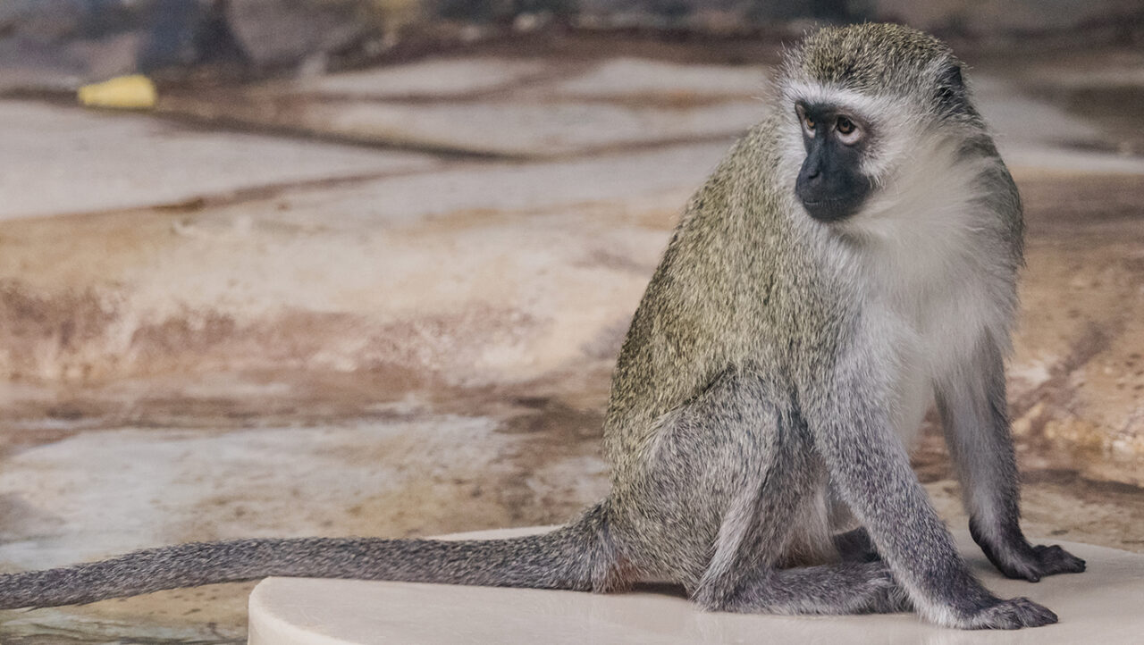 Vervet monkey | Zoo Boise
