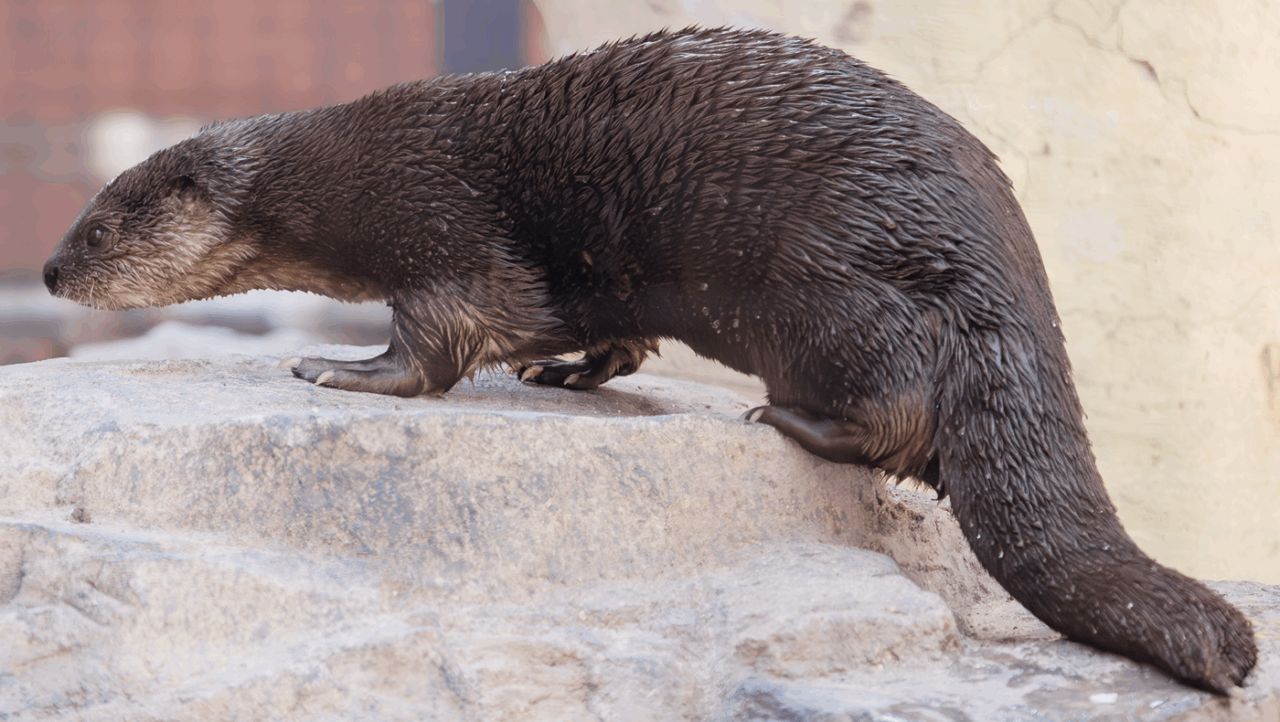 Spotted-necked otter | Zoo Boise