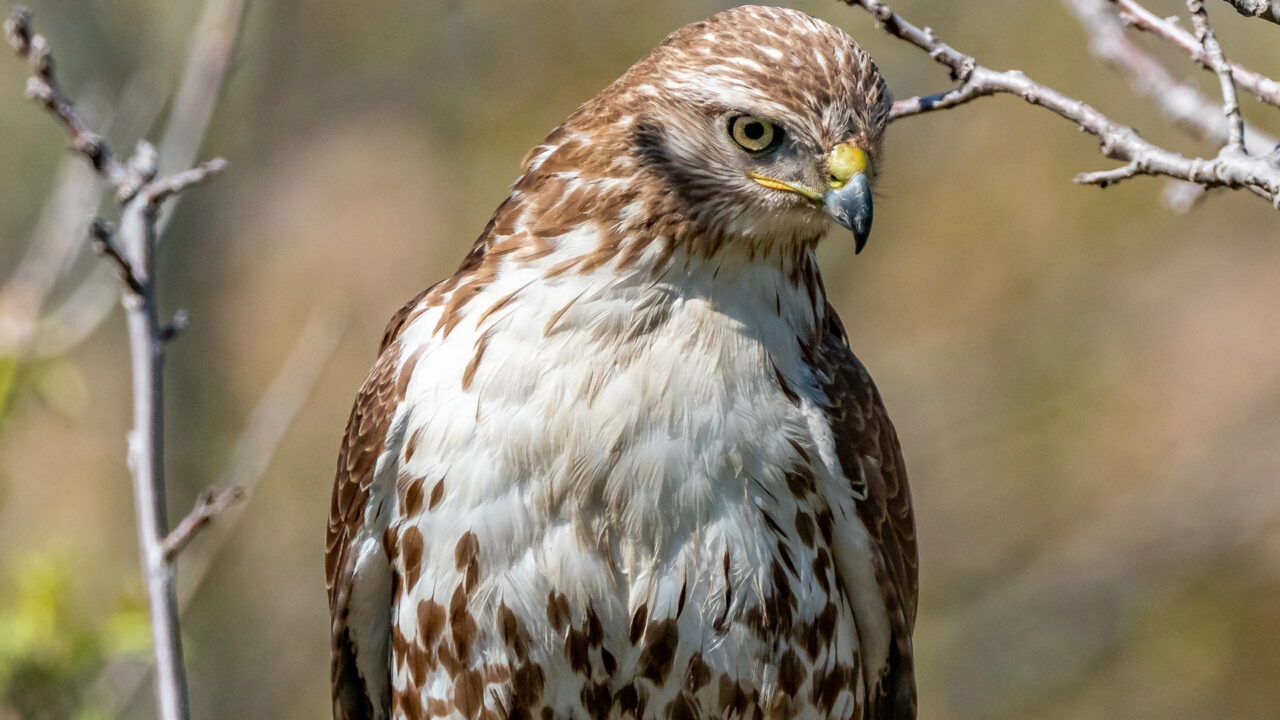 Winter Wildlife Wonders: Zoo Boise’s Cold-Loving Creatures | Zoo Boise