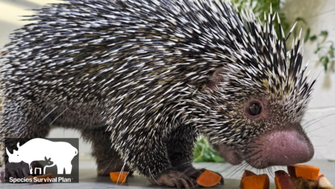 Prehensile-tailed porcupine | Zoo Boise