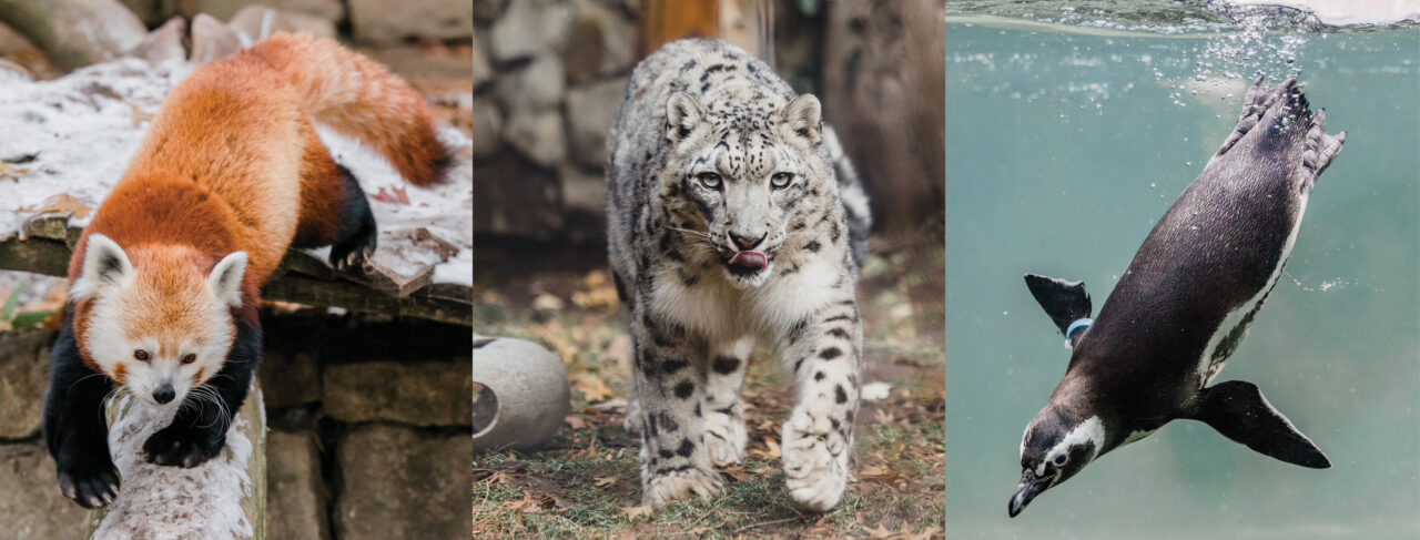 Winter Wildlife Wonders: Zoo Boise’s Cold-Loving Creatures | Zoo Boise