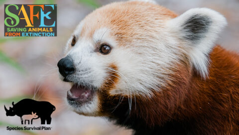 Himalayan red panda | Zoo Boise