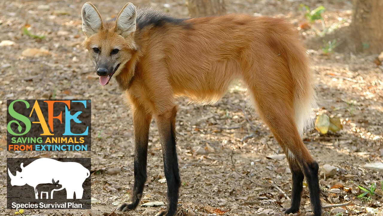 Maned wolf | Zoo Boise