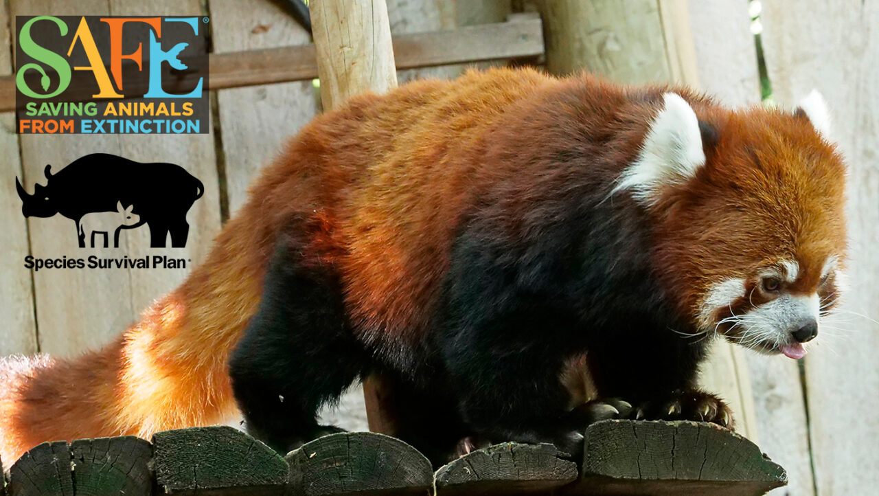 Chinese red panda | Zoo Boise