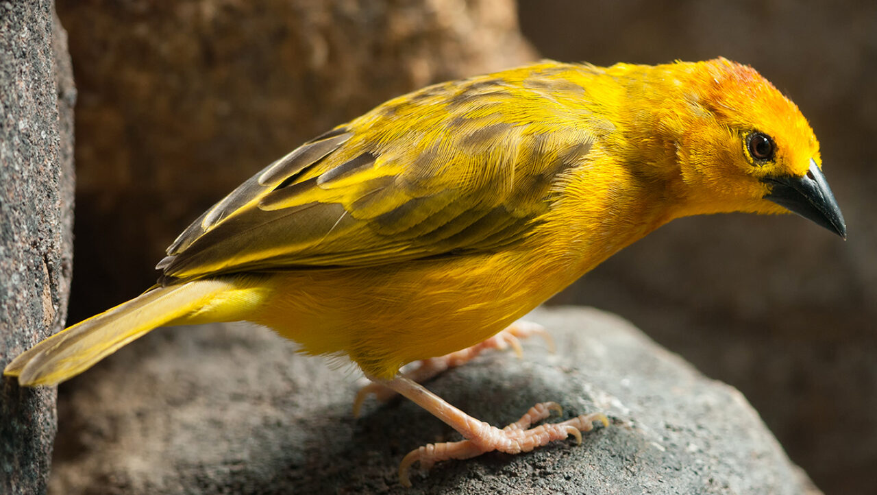 Taveta golden-weaver | Zoo Boise