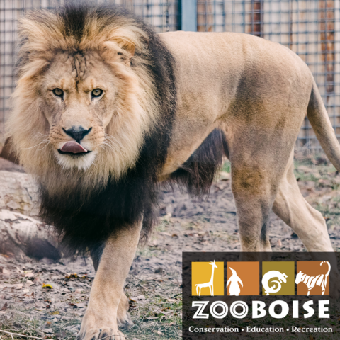 Adaptive Evening at the Zoo | Zoo Boise