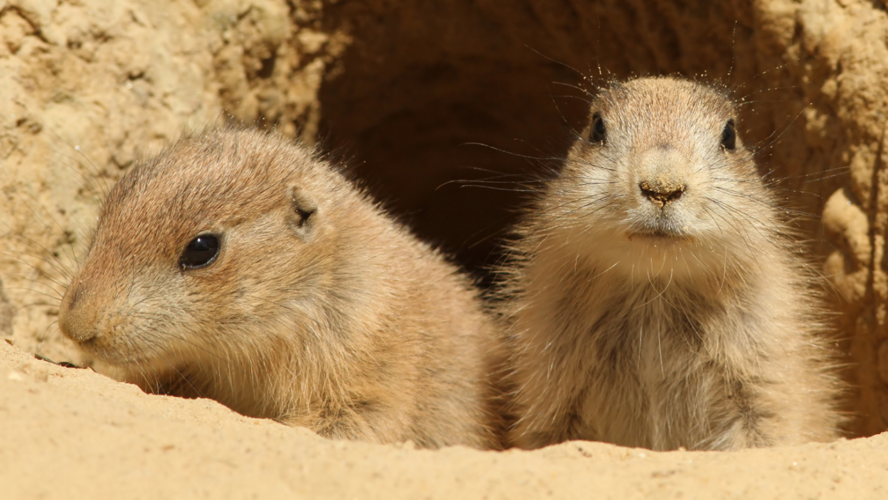 Black-tailed prairie dog | Zoo Boise