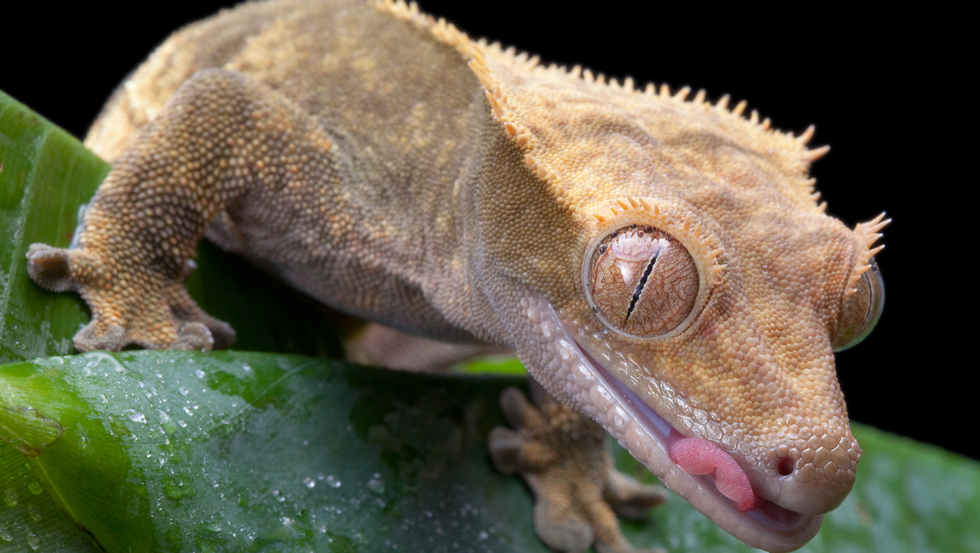 Crested gecko | Zoo Boise