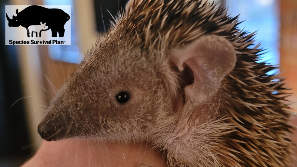 Lesser Madagascar hedgehog tenrec | Zoo Boise
