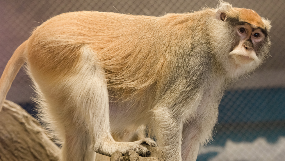 Patas monkey | Zoo Boise
