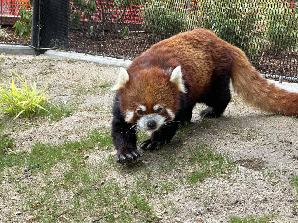 Red Panda Passage | Zoo Boise