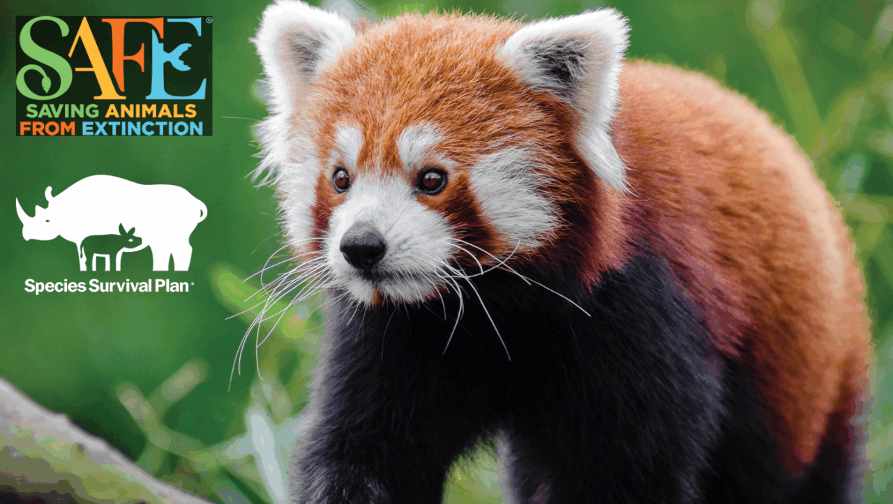 Himalayan red panda | Zoo Boise
