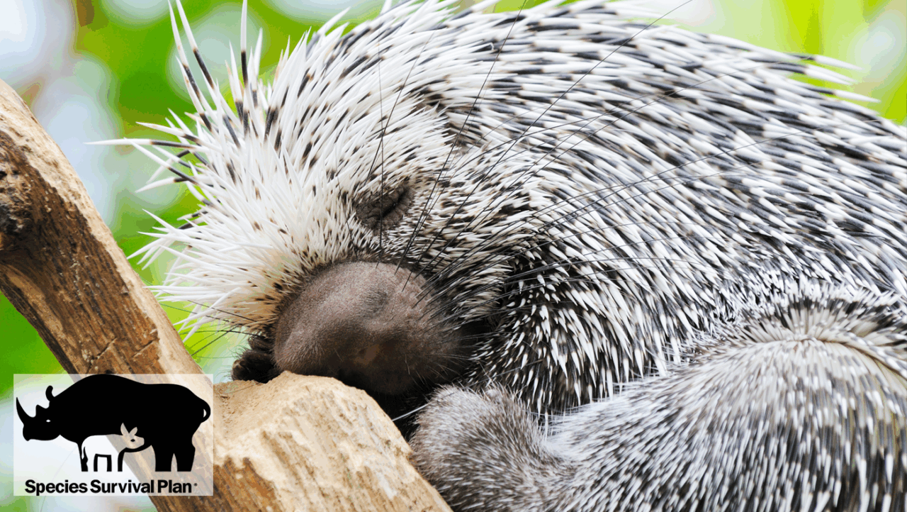 Prehensile-tailed porcupine | Zoo Boise
