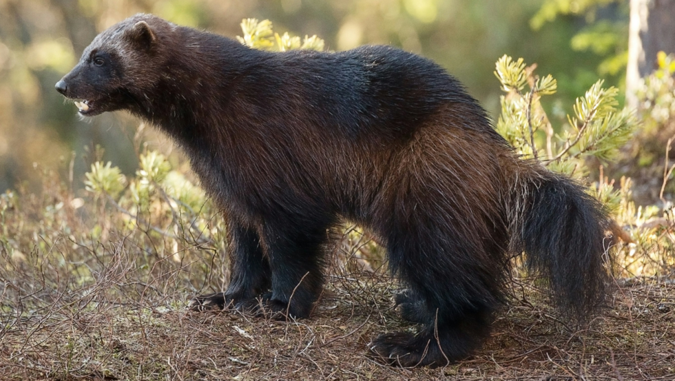 Wolverine | Zoo Boise